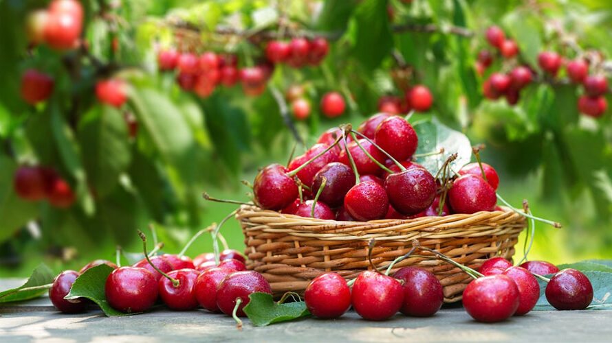 MAX Vandaag puzzel: maak de kersen compleet - MAX Vandaag