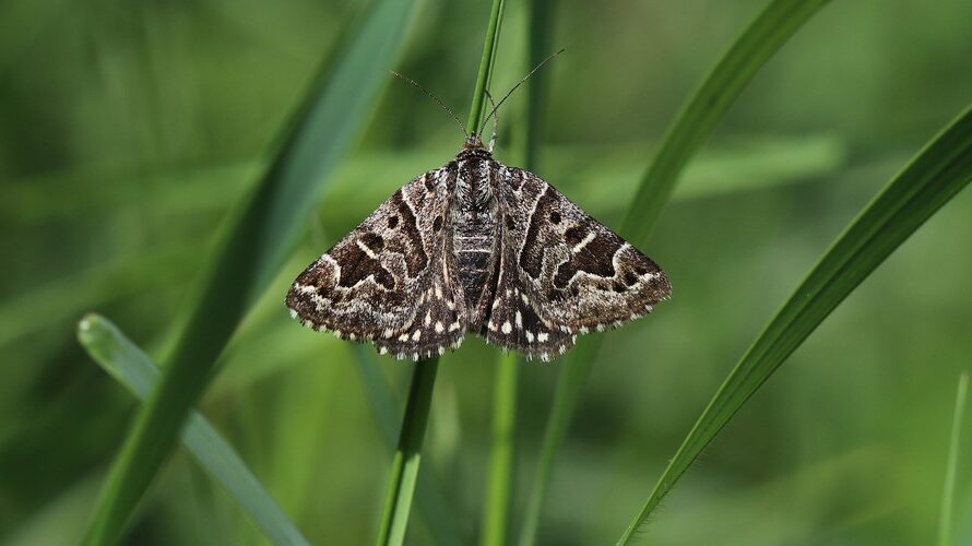 De bijen van de nacht: waarom motten belangrijker voor ons zijn dan we ...