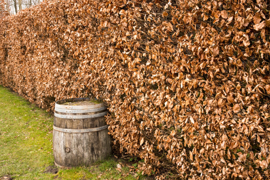 Beukenhaag snoeien, wanneer en hoe moet dit gebeuren?
