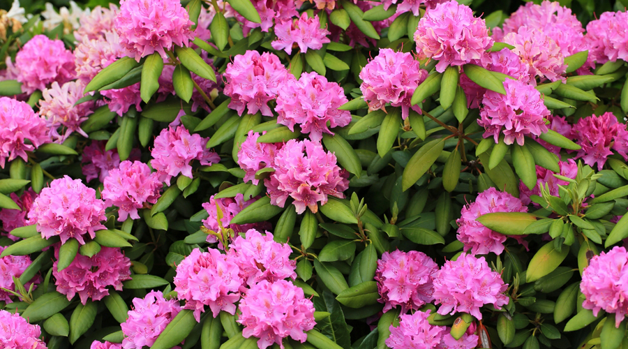 Een rododendron snoeien, hoe en wanneer moet dit gebeuren? - MAX Vandaag