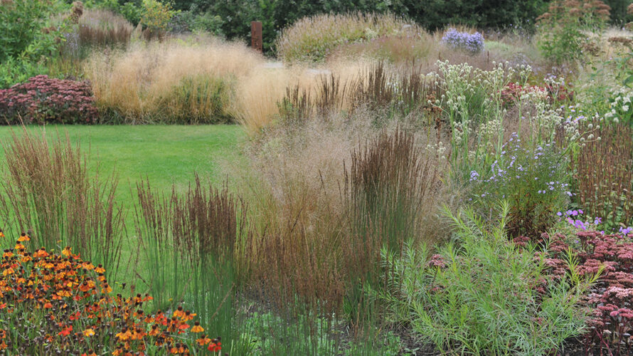 Tip 29: siergrassen om straks van te genieten - MAX Vandaag