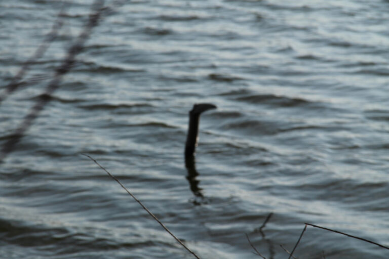 De mythe van het monster van Loch Ness - MAX Vandaag