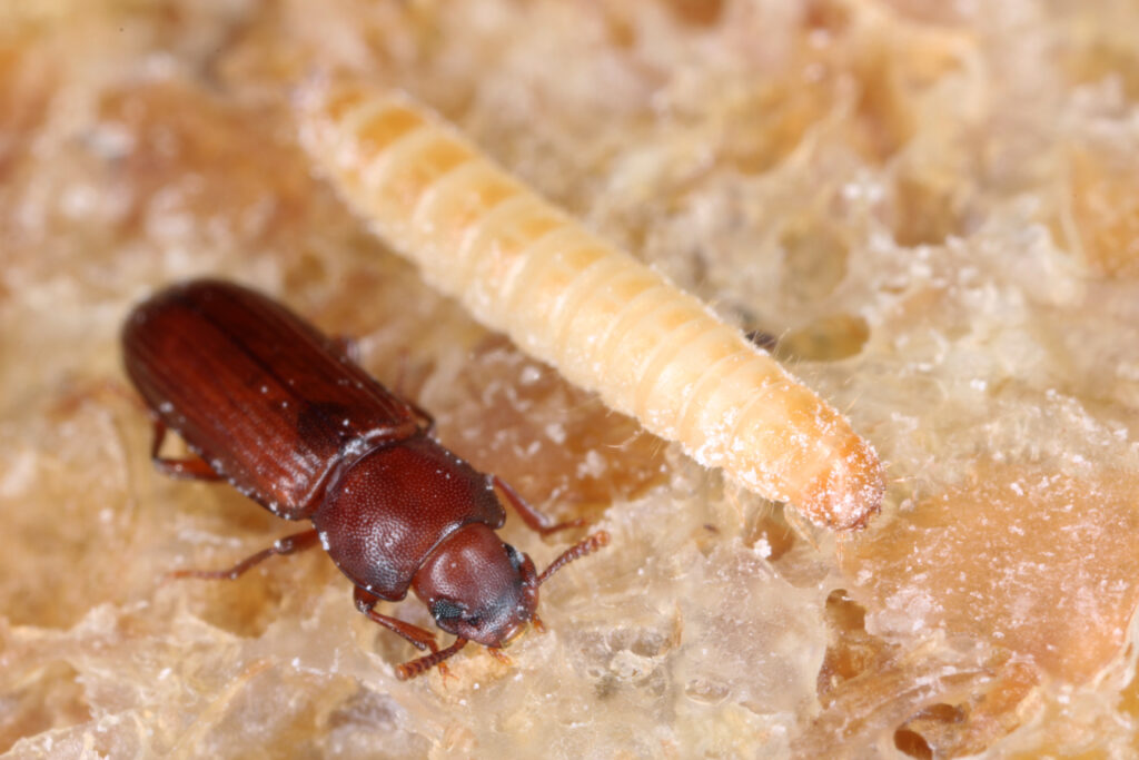 Beestjes in meel, pasta of graan, dat kunnen deze voorraadaantastende ...
