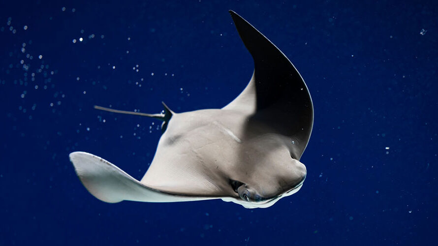 MAX Vandaag puzzel: maak de reuzenmanta compleet - MAX Vandaag