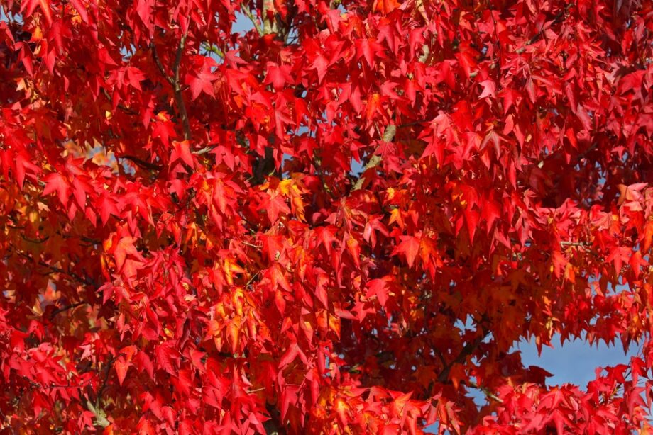 11 planten voor intense herfstkleuren in uw tuin - MAX Vandaag