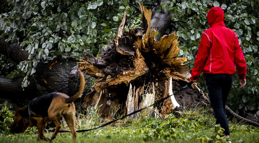 Natuurmoment: vernielingen van storm Poly nog duidelijk aanwezig - MAX ...