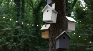 Vogelhuisjes schoonmaken: de herfst is het juiste moment - MAX Vandaag