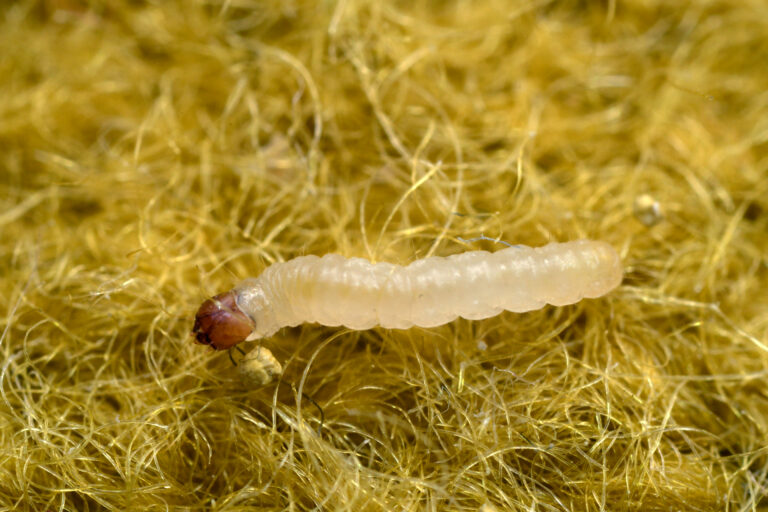 Motten in huis bestrijden en voorkomen - MAX Vandaag