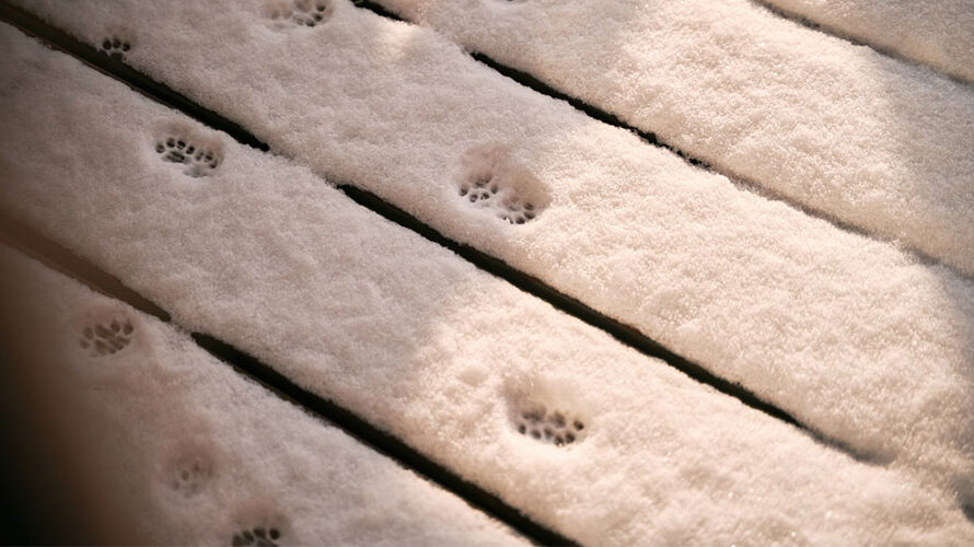 Dierensporen in de sneeuw: zo herkent u verschillende afdrukken - MAX ...