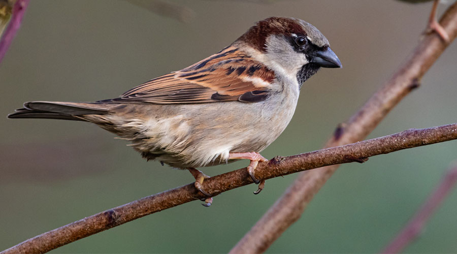 Natuurmoment: huismus en andere tuinvogels tellen - MAX Vandaag
