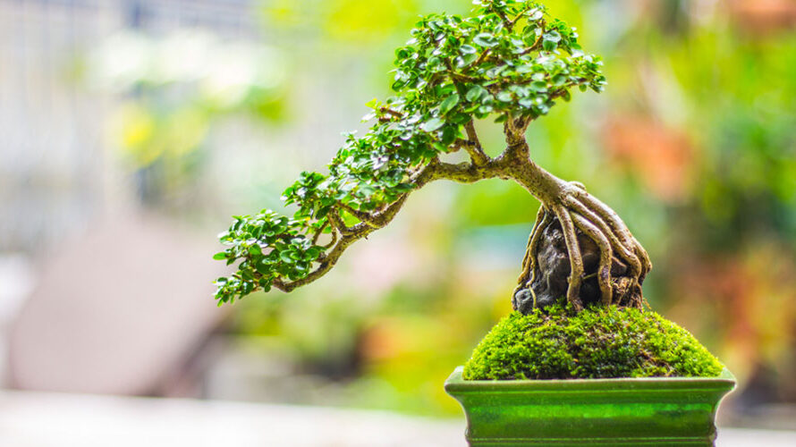 Zo kunt u een Bonsai verzorgen, snoeien en verpotten - MAX Vandaag
