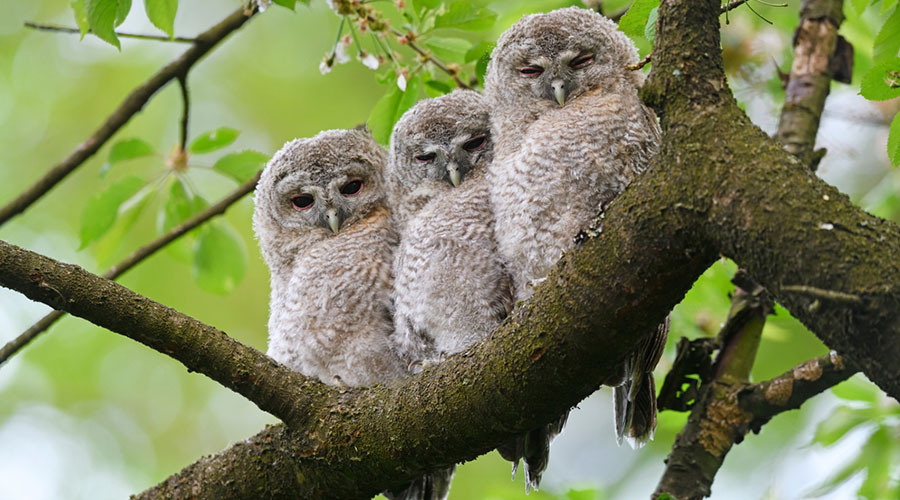 Beleef de Lente 2024 van start met beelden van uilen in nesten - MAX ...