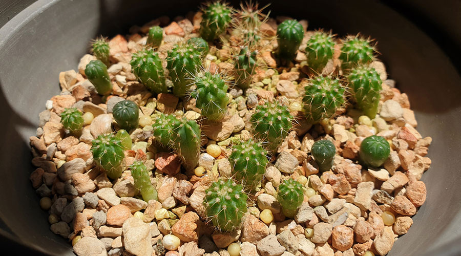 Cactussen zaaien, verzorgen en verpotten, zo doet u dat - MAX Vandaag