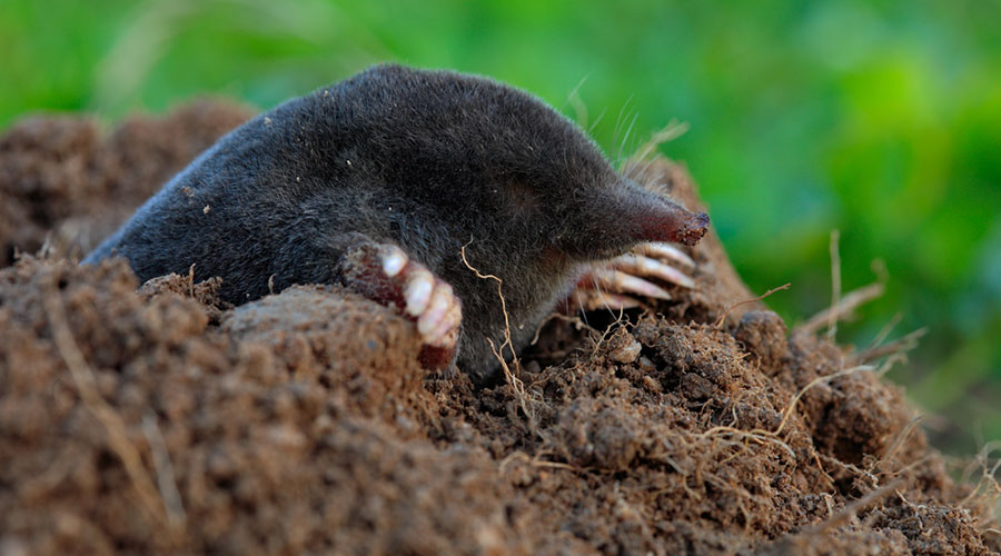 Natuurmoment: Waar is de mol? - MAX Vandaag
