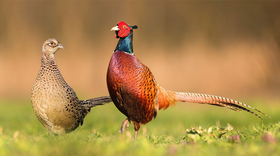 Natuurmoment: Schrikt u óf de fazant? - MAX Vandaag