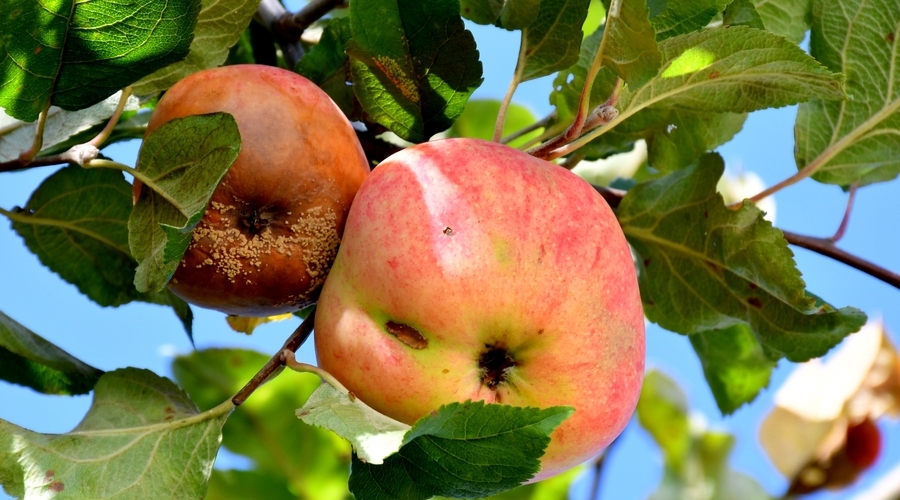 Is het verboden bestrijdingsmiddel Raptol noodzakelijk voor een goede ...