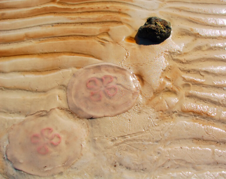 Wanneer zijn er veel kwallen? Dit en meer weetjes over de kwal - MAX ...