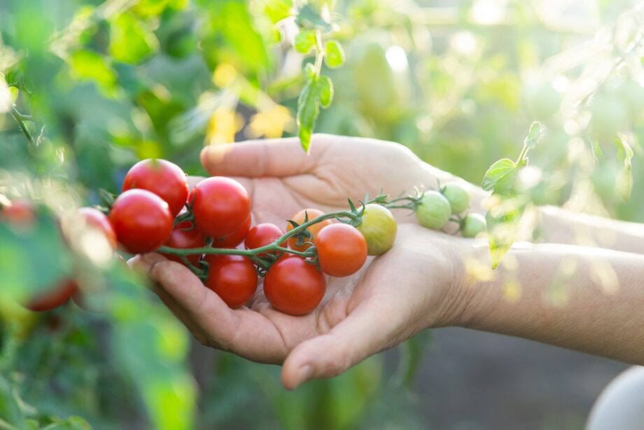 Zoveel soorten tomaten, wat zijn de verschillen? - MAX Vandaag