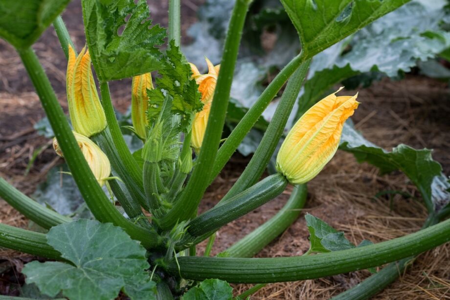 Courgette is in het seizoen: alles over deze veelzijdige groente - MAX ...