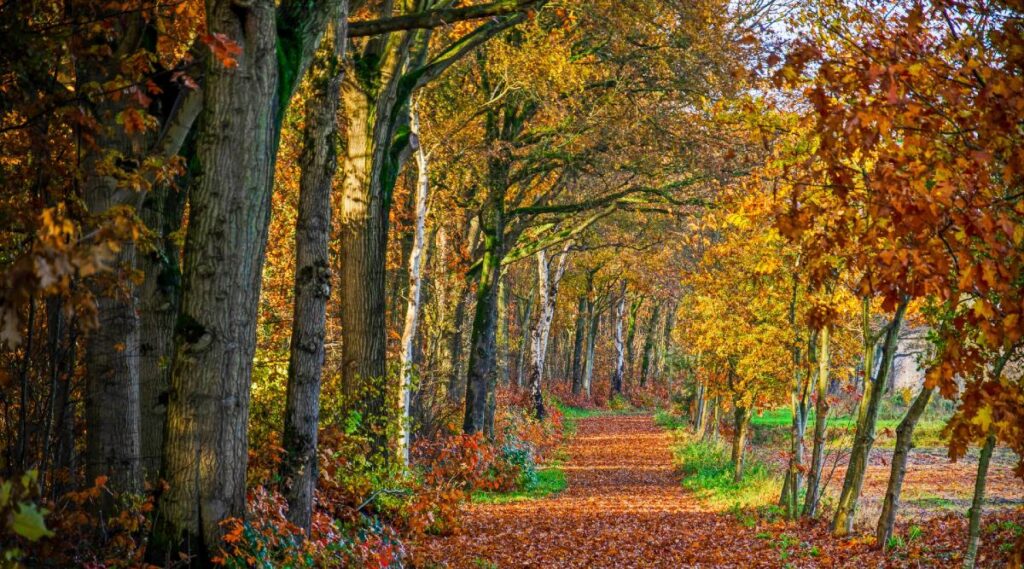 Hoe zit het? Van groen naar rood, geel en oranje, waarom verkleuren ...