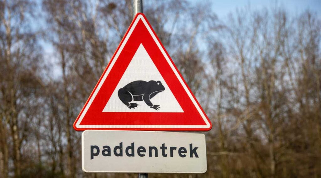 Zo kunt u amfibieën helpen tijdens de jaarlijkse paddentrek - MAX Vandaag