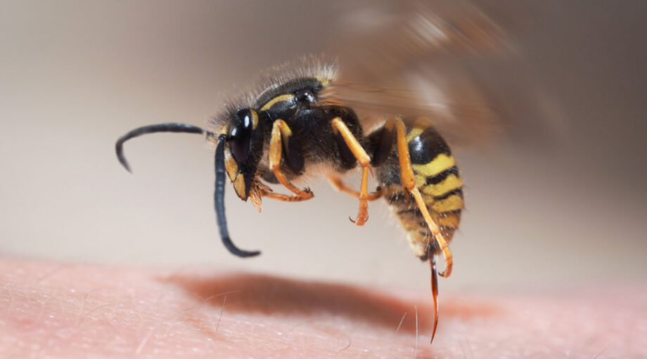 Gestoken door een wesp? Dit kunt u bij een wespensteek doen - MAX Vandaag