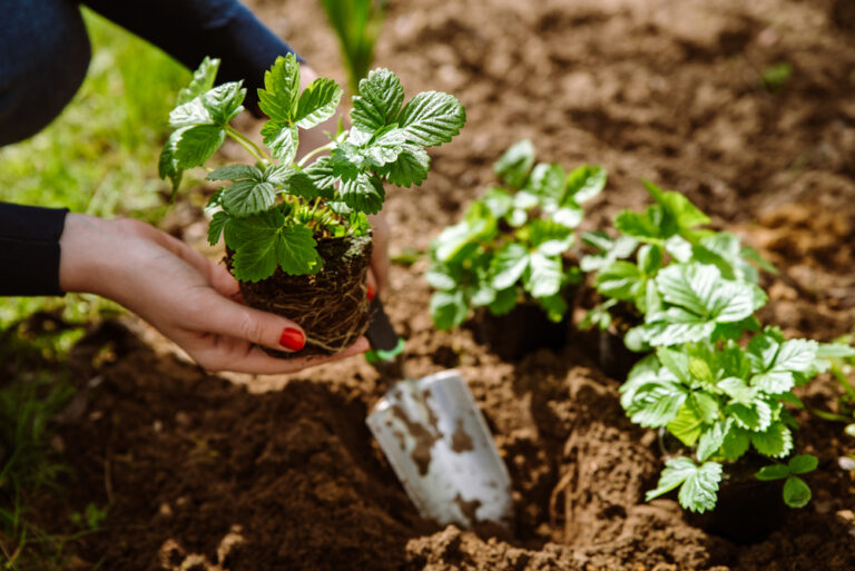 Aardbeien kweken: dit is de beste tijd om daarmee te beginnen - MAX Vandaag