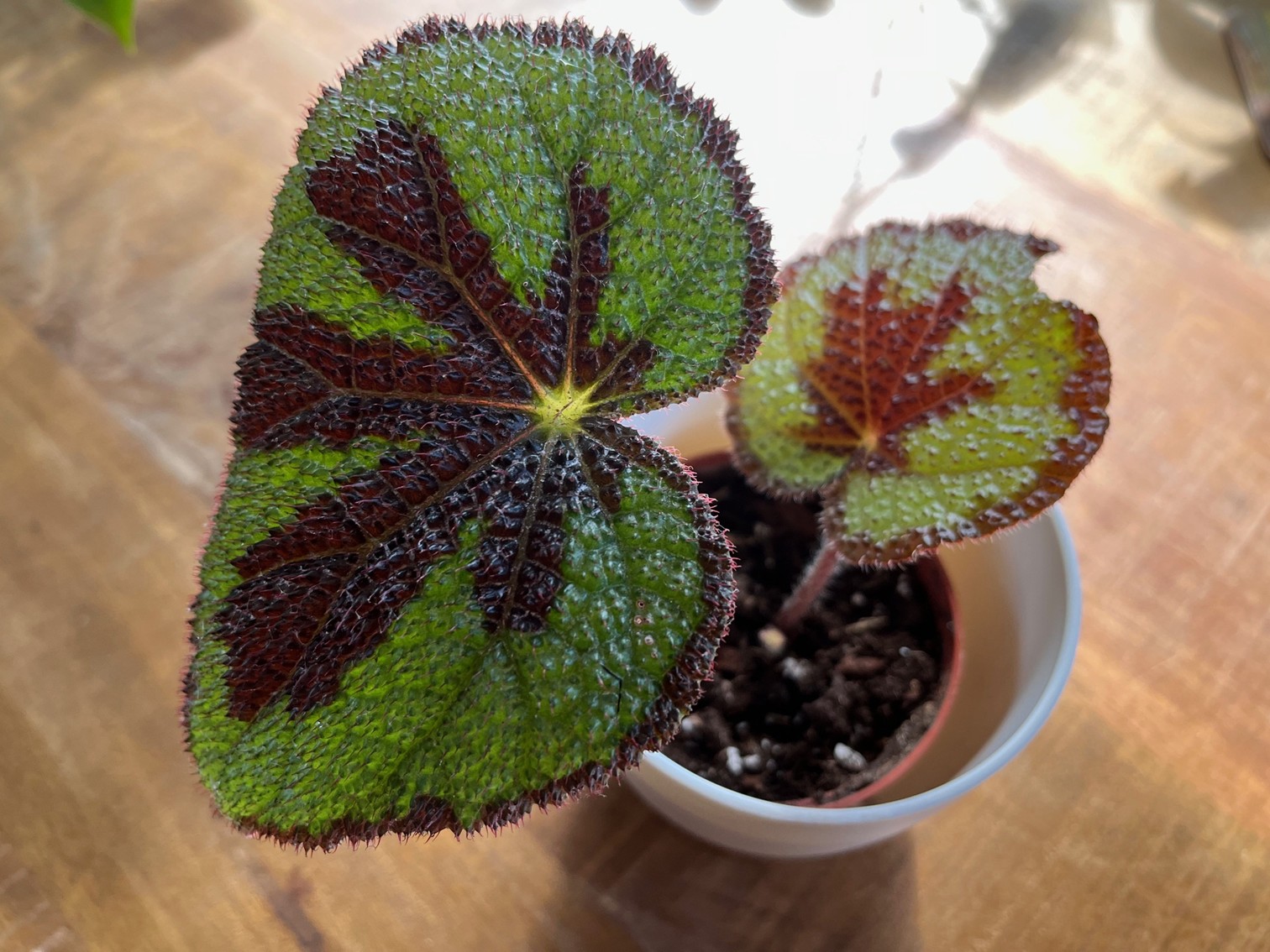 Begonia rex stekken? Op deze manier kunt u deze bladbegonia ...