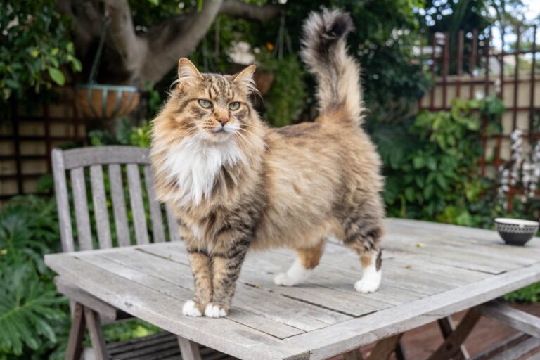 Giftige planten en meer gevaren voor katten: met dit overzicht maakt u ...