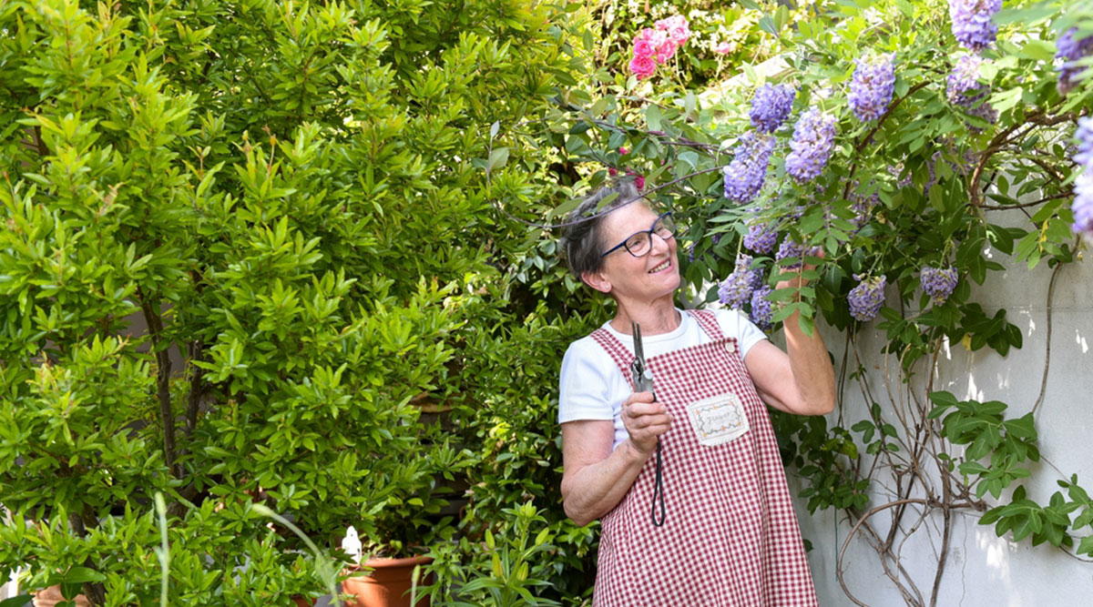 Snoeien in de zomer: deze planten mogen wel en juist niet gesnoeid ...